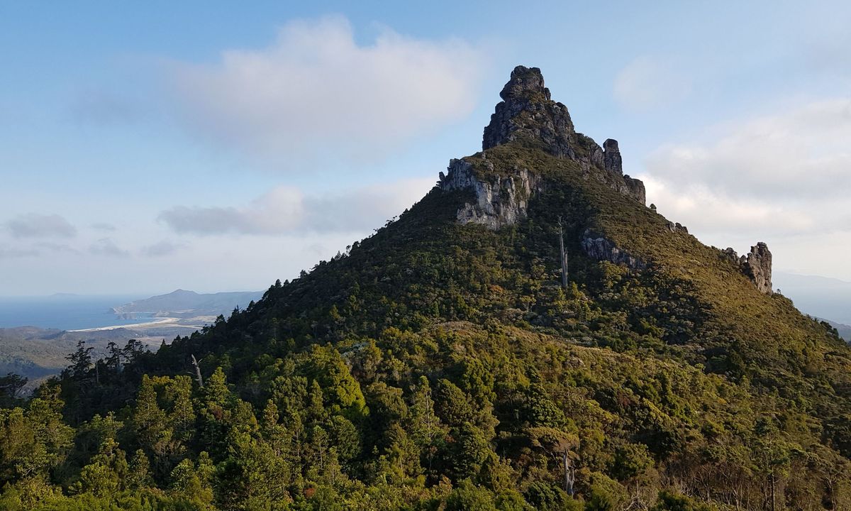 Aotea Track, Great Barrier Island, Auckland - Trail Directory - Wild Things