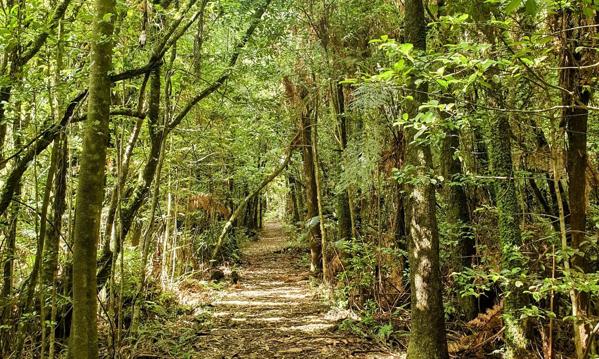 Waitawheta Tramway - Bogeys and Bluffs, Waikato - Trail Directory ...