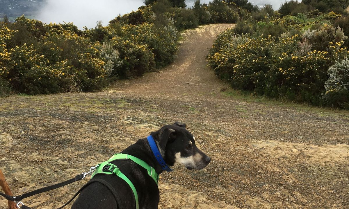 Te Whiti Riser, Wellington - Trail Directory - Wild Things