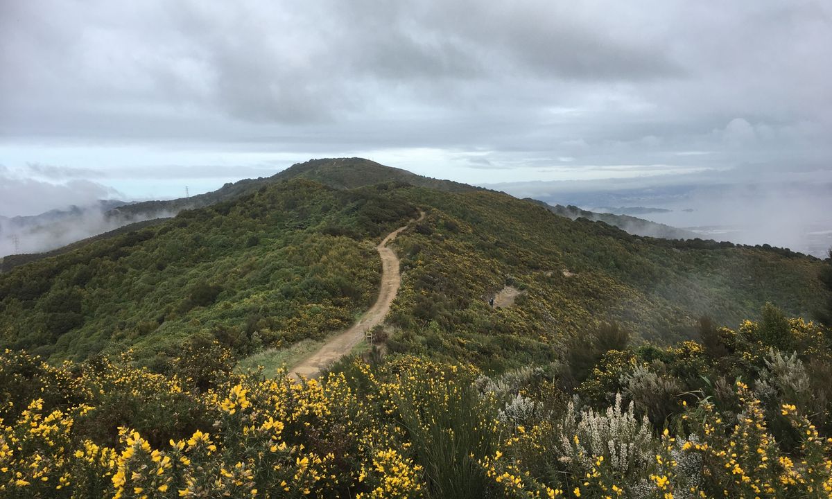 Te Whiti Riser, Wellington - Trail Directory - Wild Things