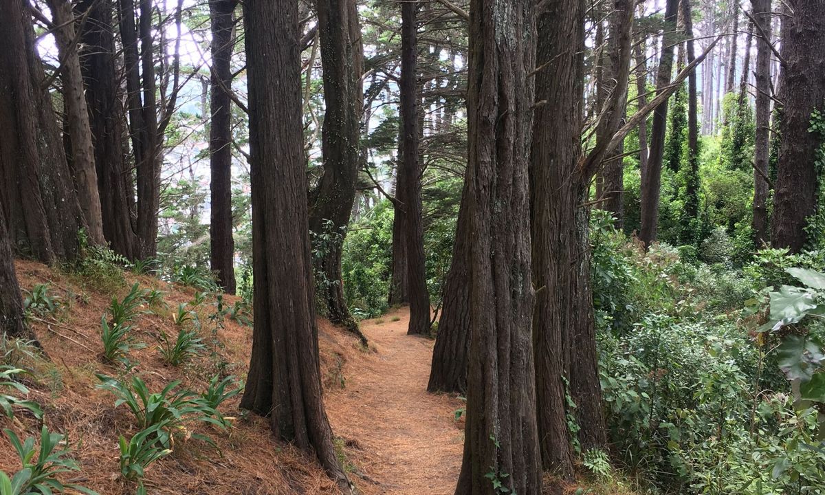 Southern Walkway, Wellington - Trail Directory - Wild Things