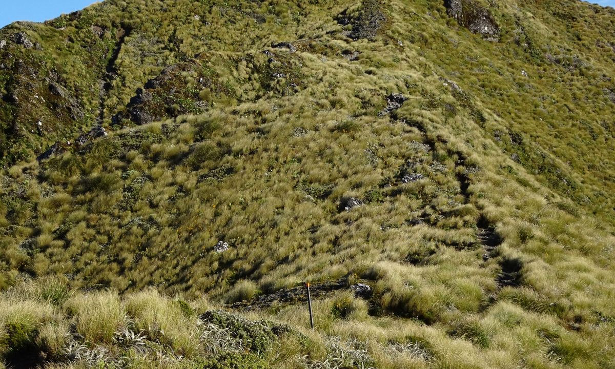 Mount Holdsworth, Wellington - Trail & Peak Directory - Wild Things