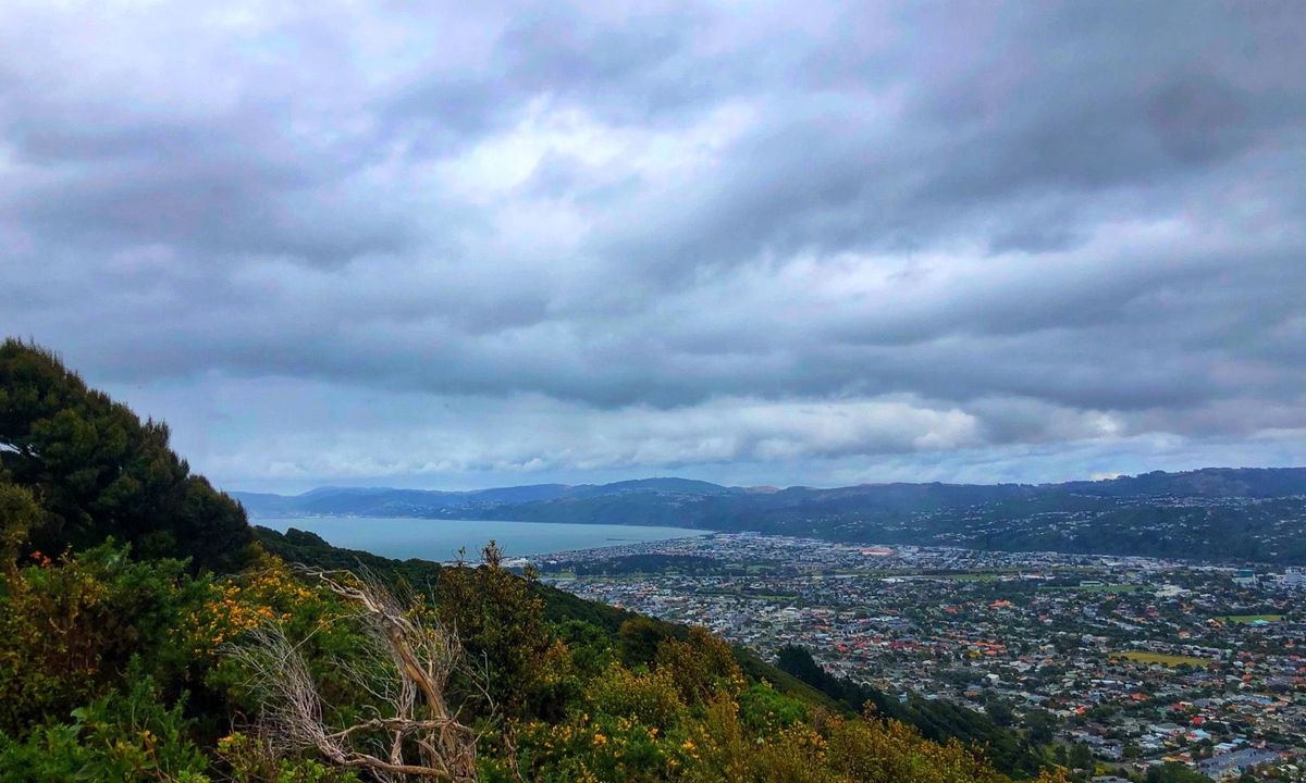 Te Whiti Riser, Wellington - Trail Directory - Wild Things