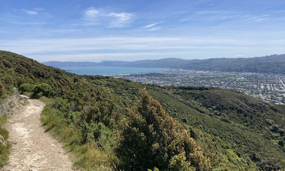 Te Whiti Riser, Wellington - Trail Directory - Wild Things