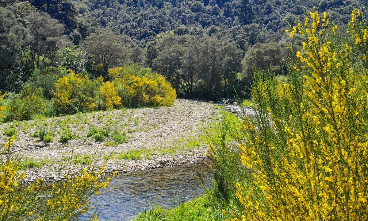 Pukaka Valley Track, Marlborough - Trail Directory - Wild Things
