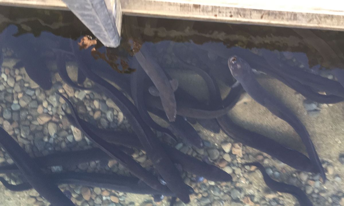 Rotoiti Loop The Lake, Tasman - Trail Directory - Wild Things