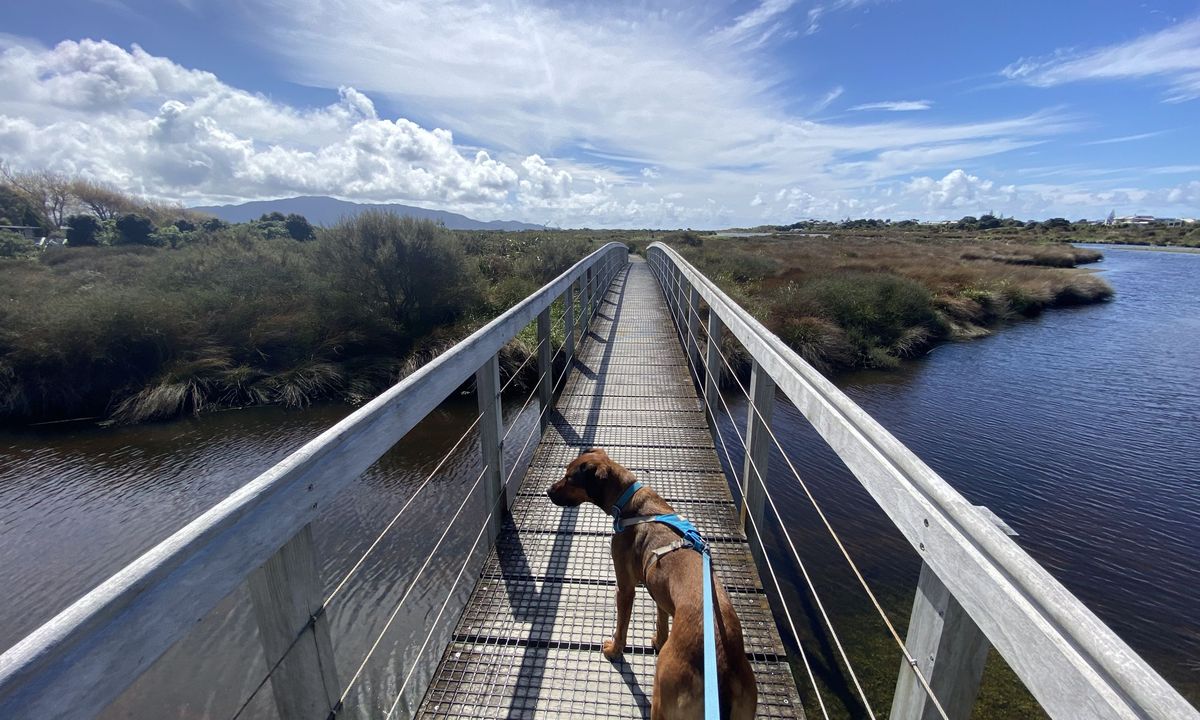 Waikanae River & Estuary, Wellington - Trail Directory - Wild Things